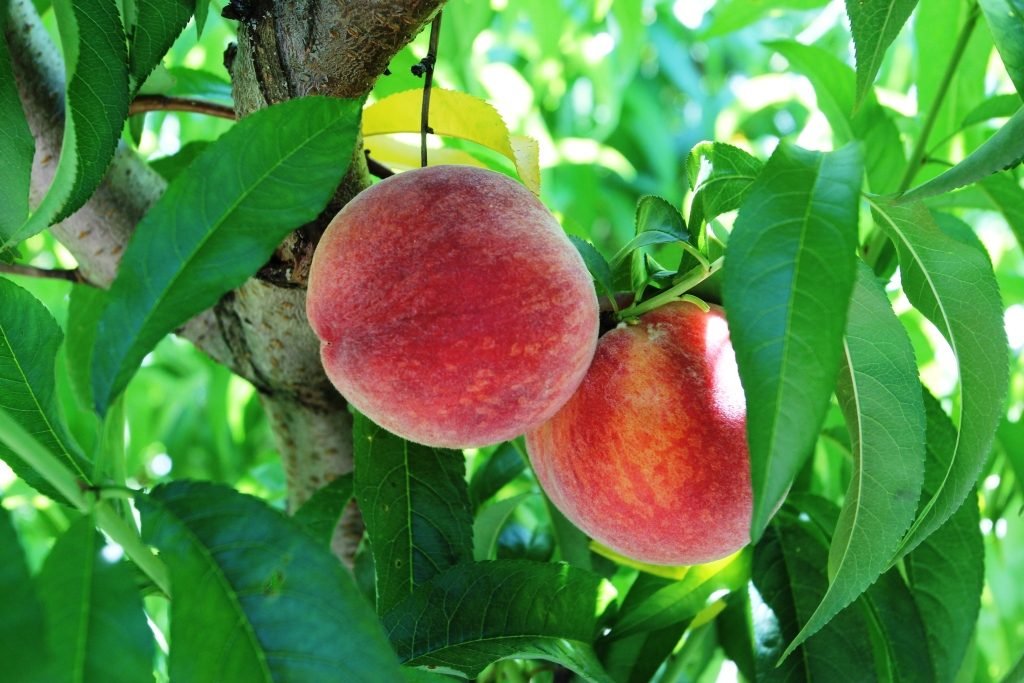 North Carolina peach season under way – Caldwell Journal