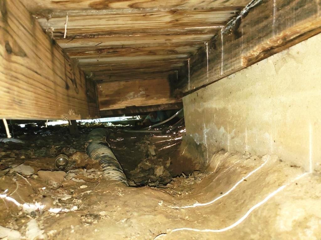 Is That a Bear Den? Do Not Disturb! – Caldwell Journal